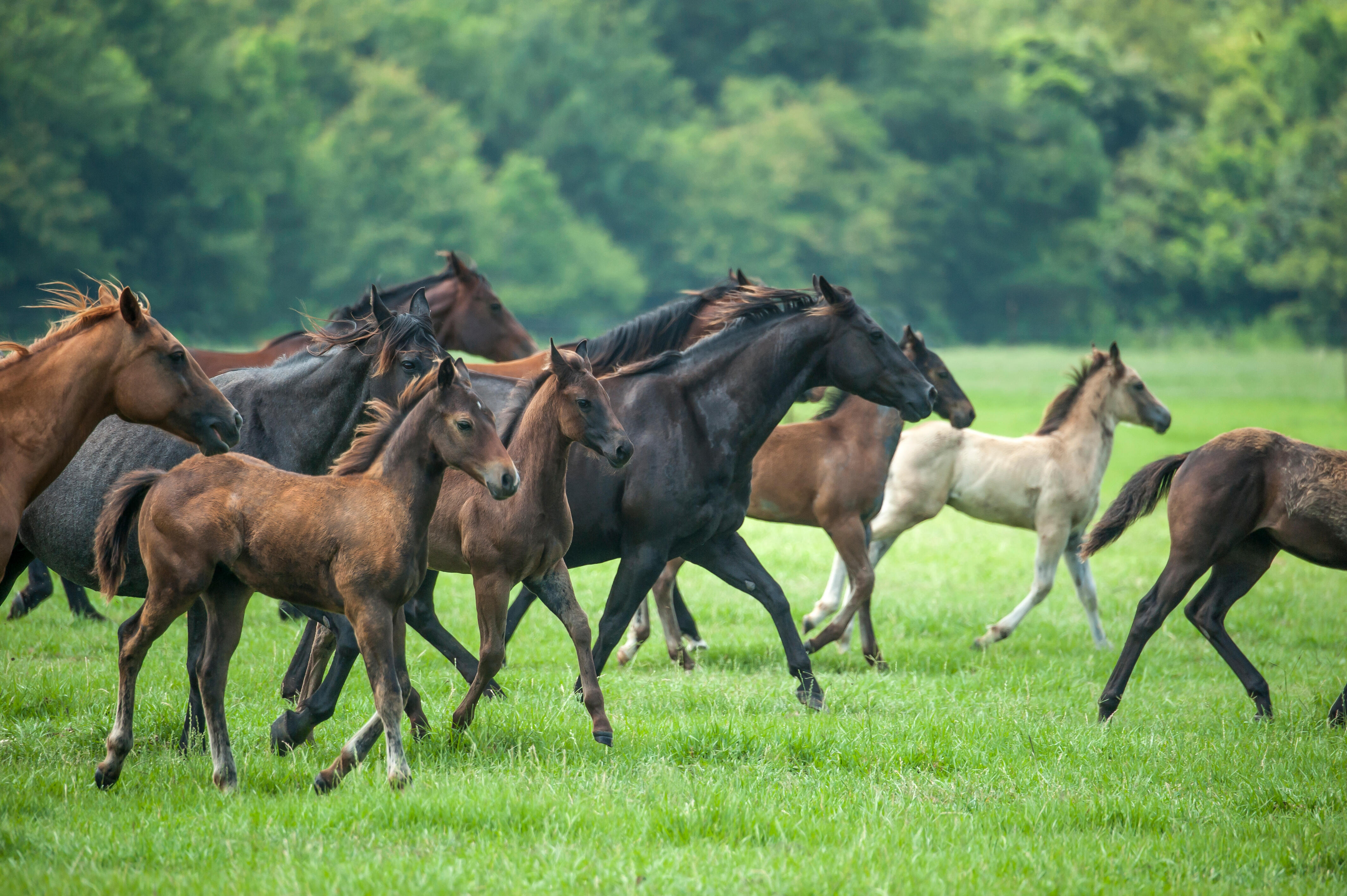 Cerfrance | Professionnels du cheval - Cerfrance Mayenne-Sarthe